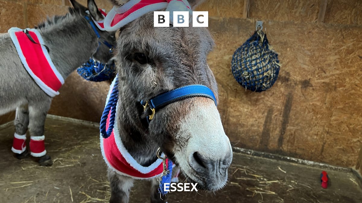 BBC Essex - BBC Essex, Donkeys bring festive cheer to Essex