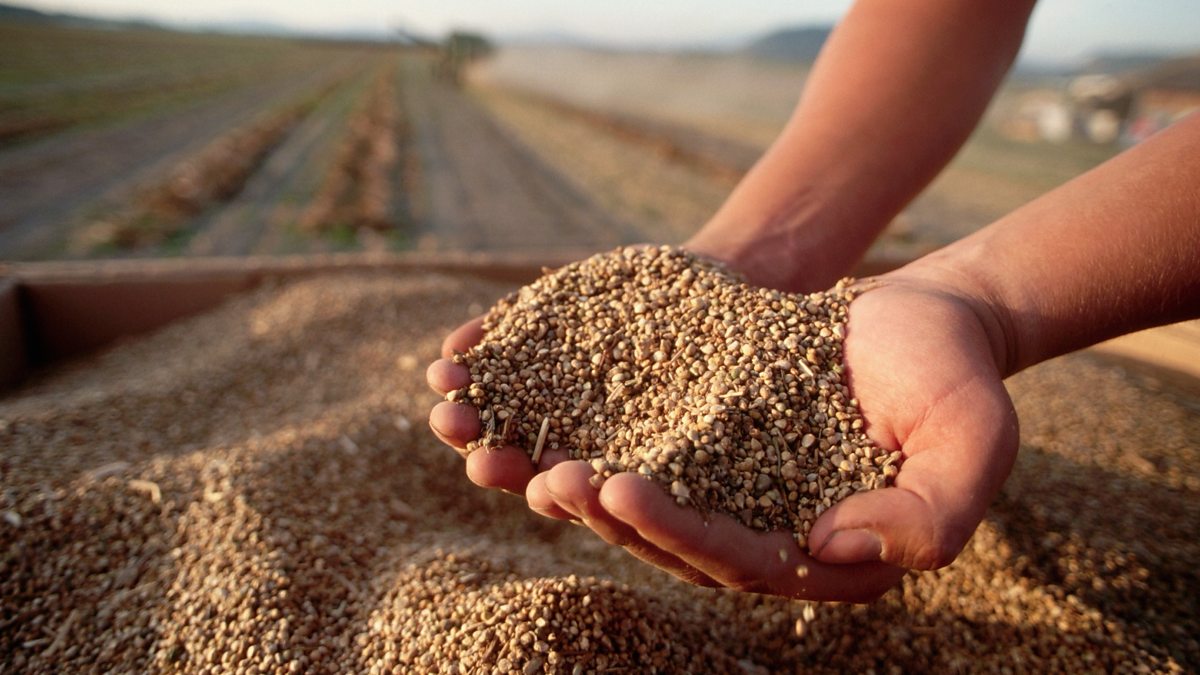 BBC World Service - CrowdScience, Are seeds alive?