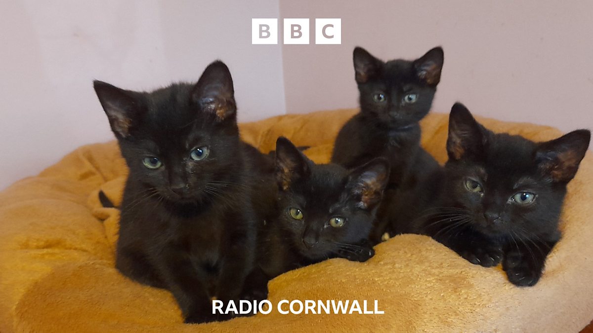 BBC Radio Cornwall - BBC Radio Cornwall, Kittens rescued from under ...