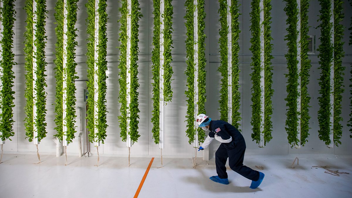 BBC One - Planet Earth III - Indoor vertical farming