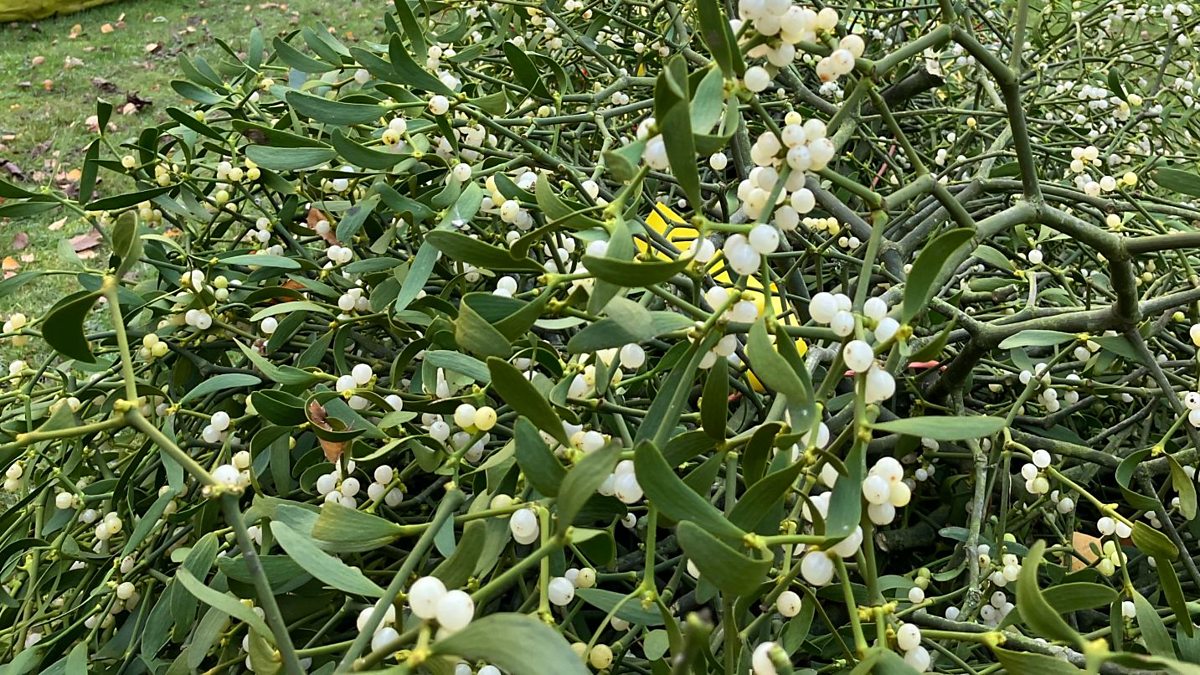 BBC Radio Wales - Country Focus, Mistletoe, A festive look at an ...