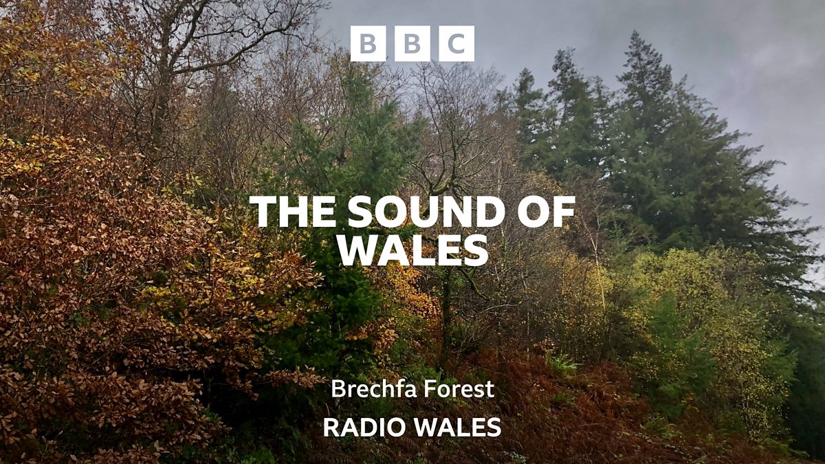 BBC Radio Wales - The Sound of Wales, Brechfa Forest