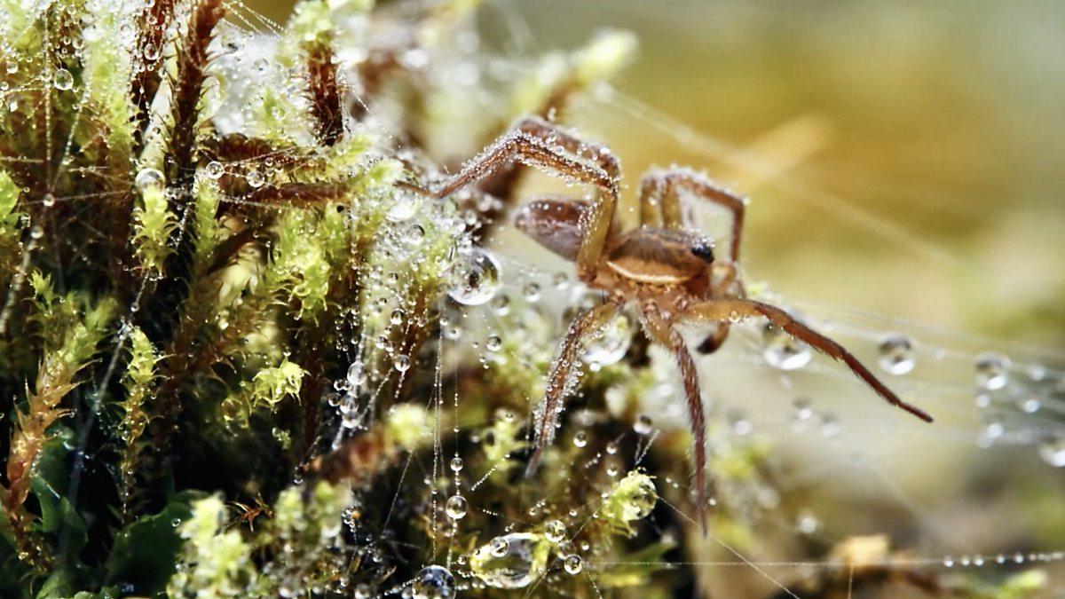 BBC Two - Wild Scandinavia - Tracking down wolf spiders in Icelands's ...