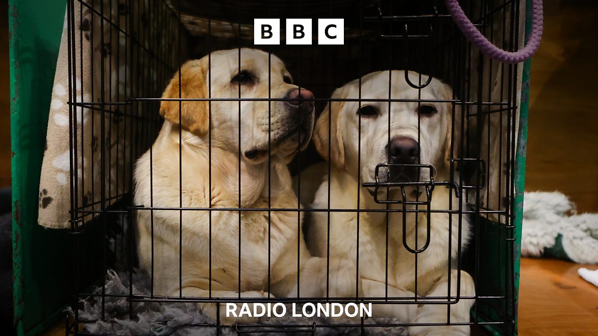 BBC Radio London - BBC Radio London, Why are only 6% of pets stolen in ...