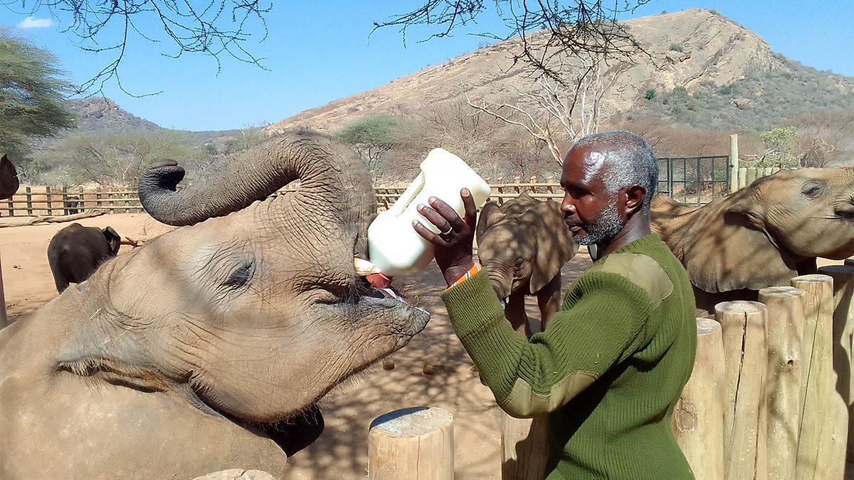 BBC World Service - The Documentary, Rewilding the orphaned elephants