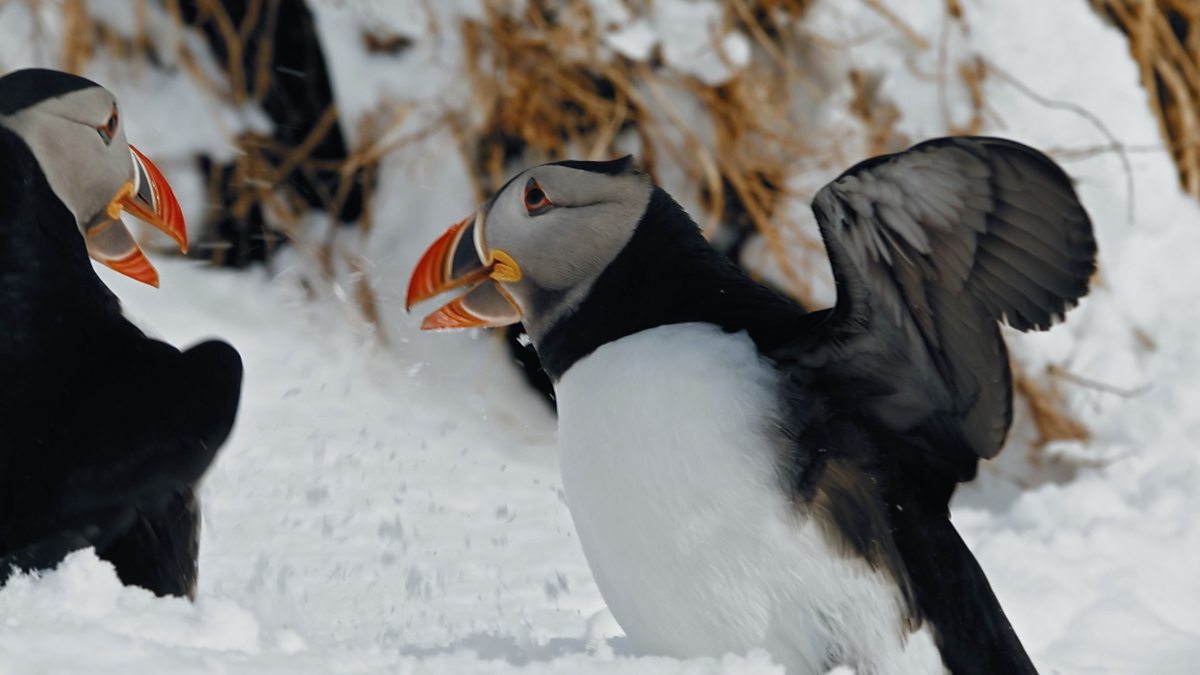 BBC Two - Wild Scandinavia, Series 1, Life on the Edge, Puffins fight ...