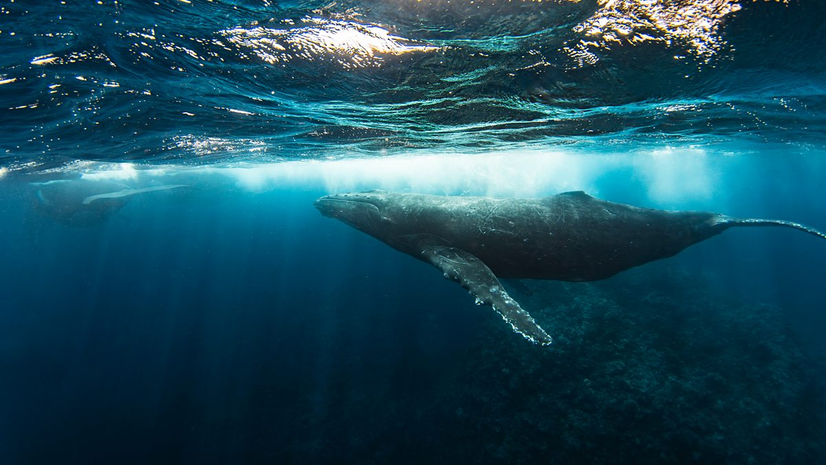 BBC Radio 4 - Obsessed with the Quest, Humpback Heat Run