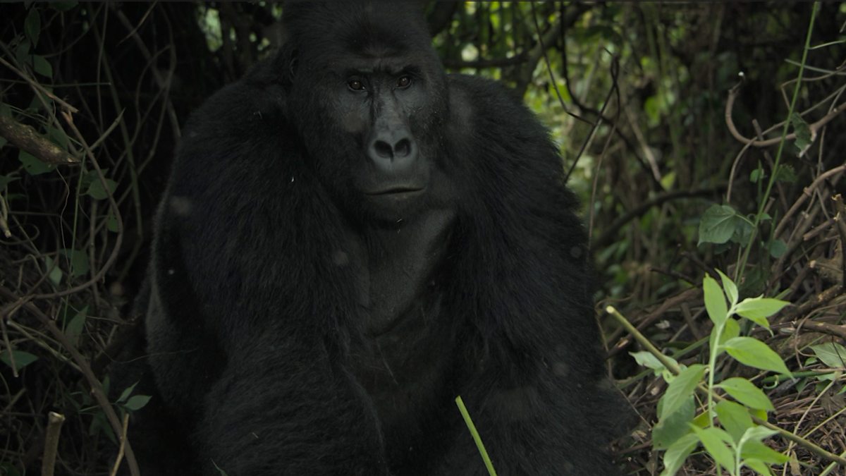 BBC Two - Silverback, Coming face-to-face with a silverback