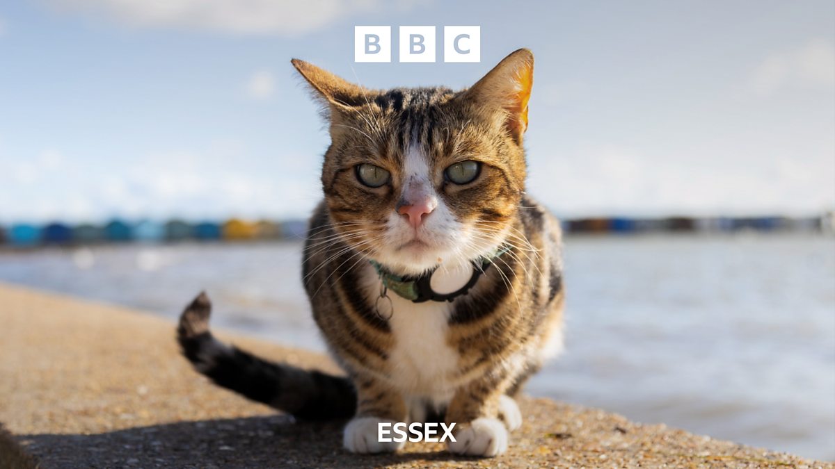 BBC Essex - BBC Essex, Brightlingsea cat has its own calendar