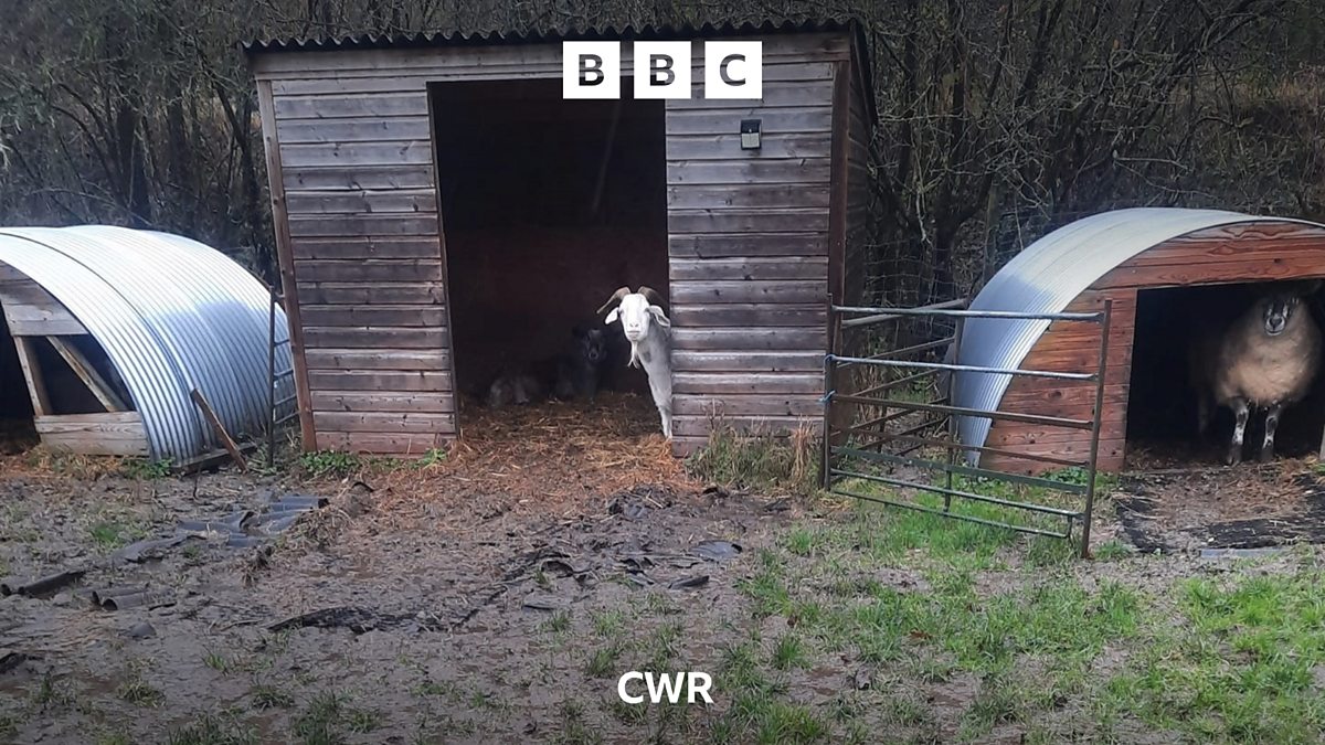 BBC CWR - BBC CWR, Storm Henk - Hatton flooding leaves goats stranded