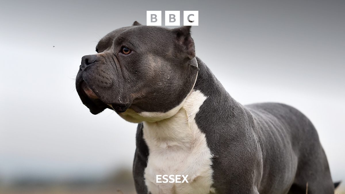 BBC Essex - BBC Essex, New rules for XL dogs in Essex