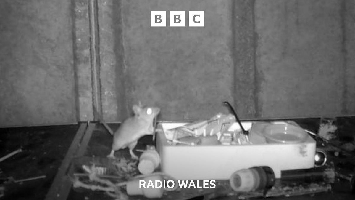 BBC Radio Wales - BBC Radio Wales, The 'tidy mouse' cleaning a Powys ...