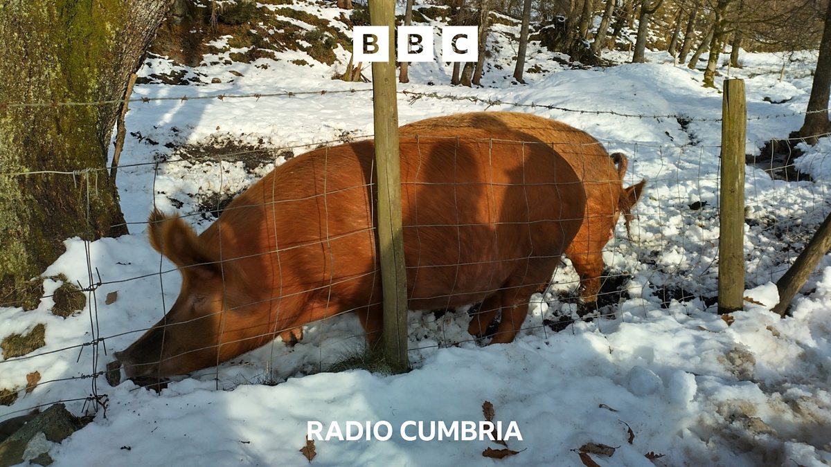 BBC Radio Cumbria - BBC RADIO CUMBRIA, The Mystery of the Missing Pigs