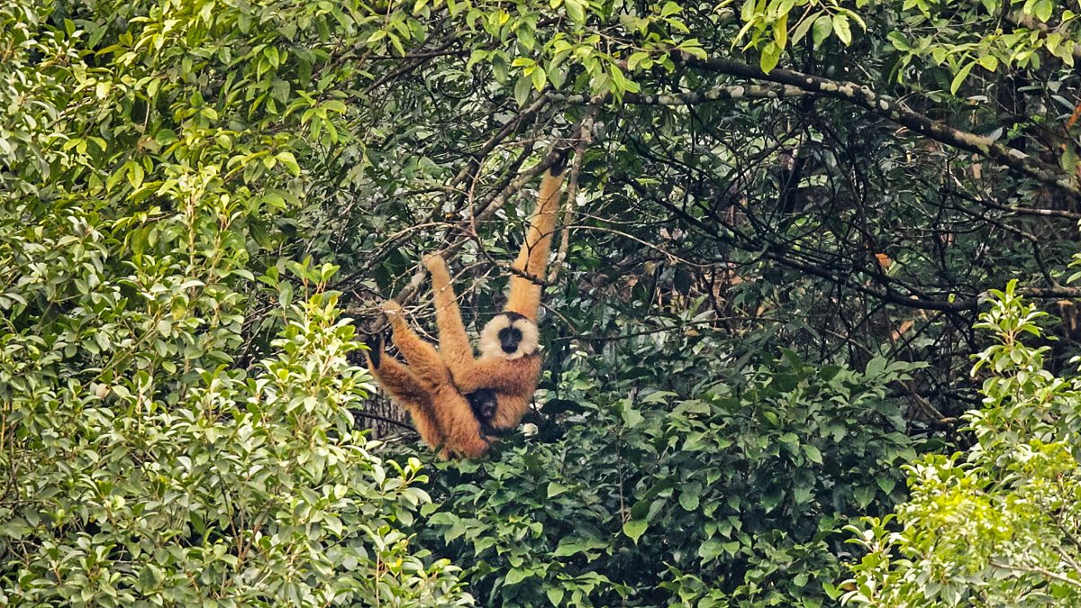 BBC World Service - Newsday, The cao-vit gibbons on brink of extinction