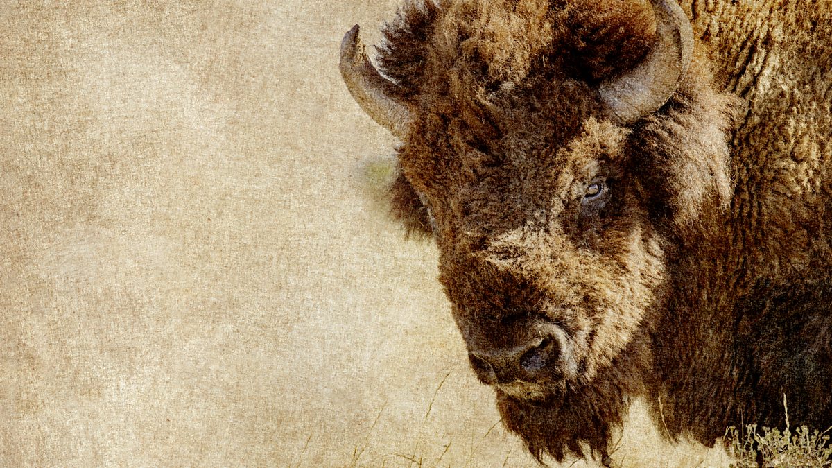 BBC Four - The Great American Buffalo, Series 1 - Episode guide