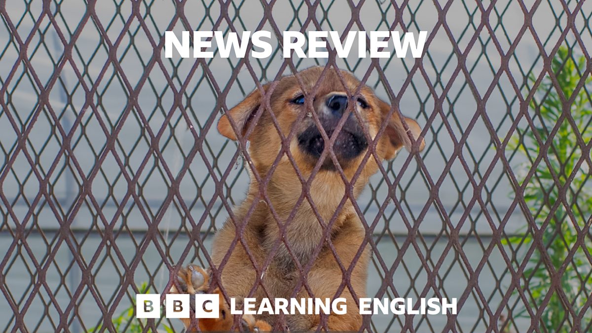 BBC Radio - Learning English from the News, Dog meat banned by South Korea