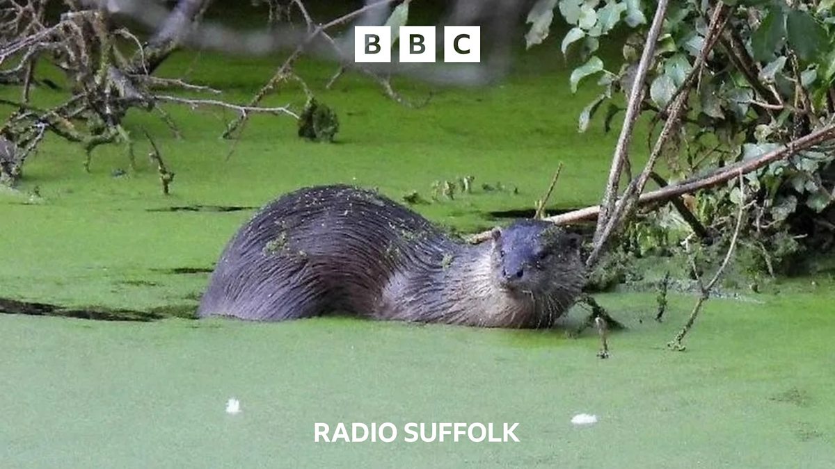 BBC Radio Suffolk - BBC Radio Suffolk, Rare otters spotted in Holywells ...