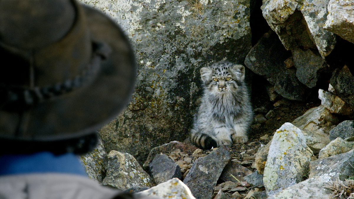 Andys Global Adventures Series 2 7 Andy And The Pallass Cats Bbc Iplayer