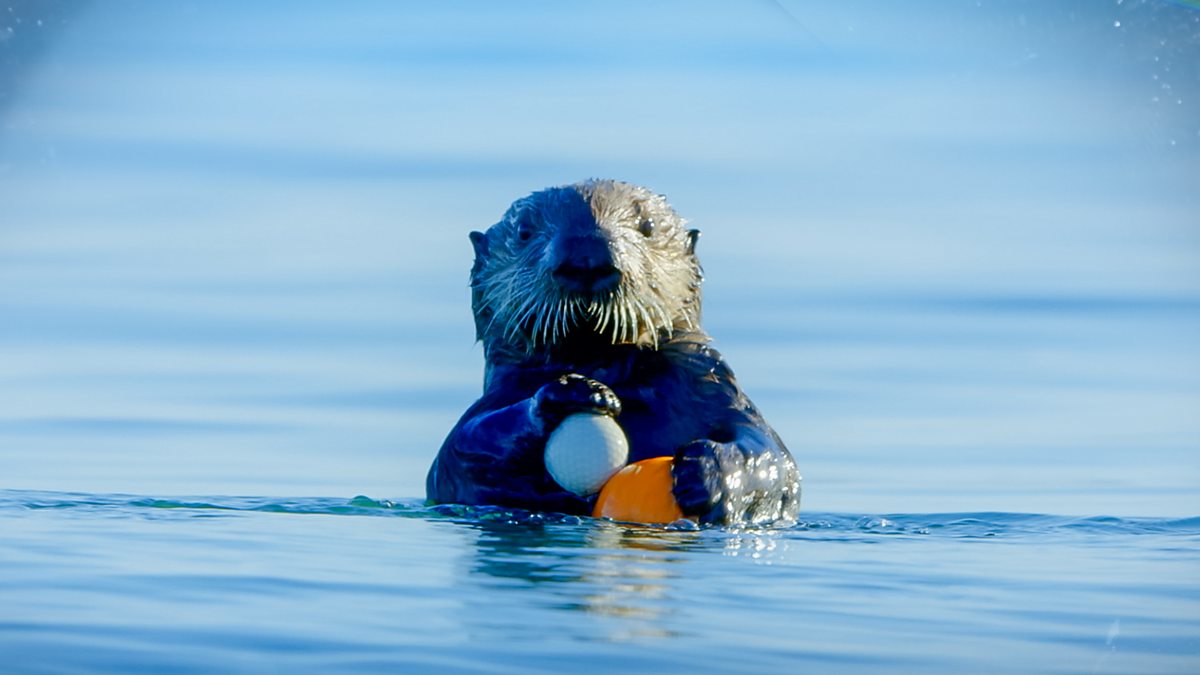 Andys Global Adventures - Series 2: 12. Andy and the Sea Otters - BBC ...