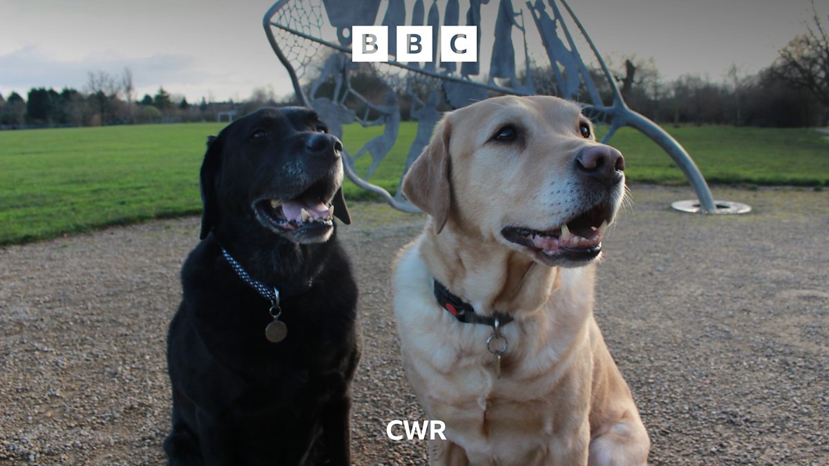 BBC CWR - BBC CWR, Guide dog brothers reuninted