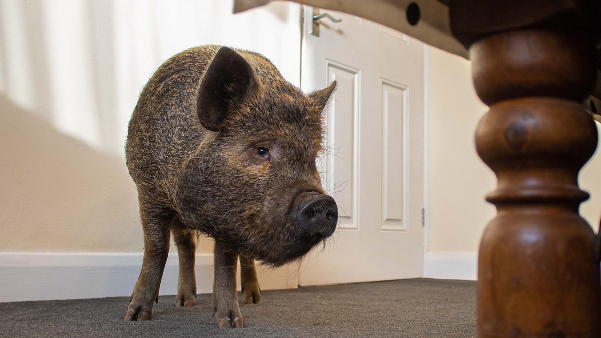 BBC Radio Cornwall - Julie Skentelbery, 16/01/2024, The exotic animals ...