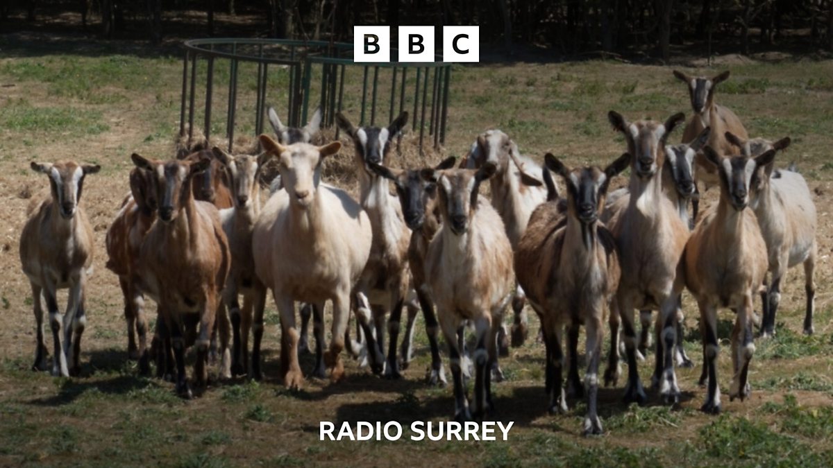 BBC Radio Surrey - Secret Surrey, Puttenham's hidden goats