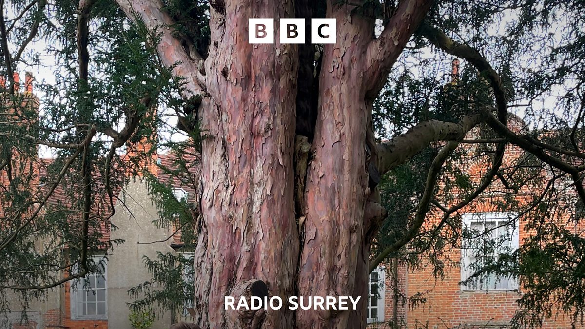 BBC Radio Surrey - BBC Radio Surrey, The trees cutting A3 air pollution