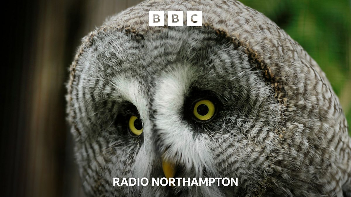 BBC Radio Northampton - BBC Radio Northampton, Roade to joy: Owls make their home at Courteenhall