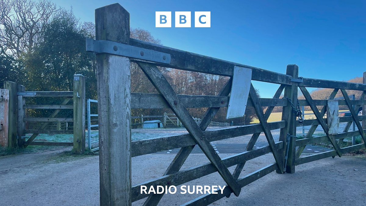 BBC Radio Surrey - BBC Radio Surrey, Bramley horror as 12 lambs killed ...