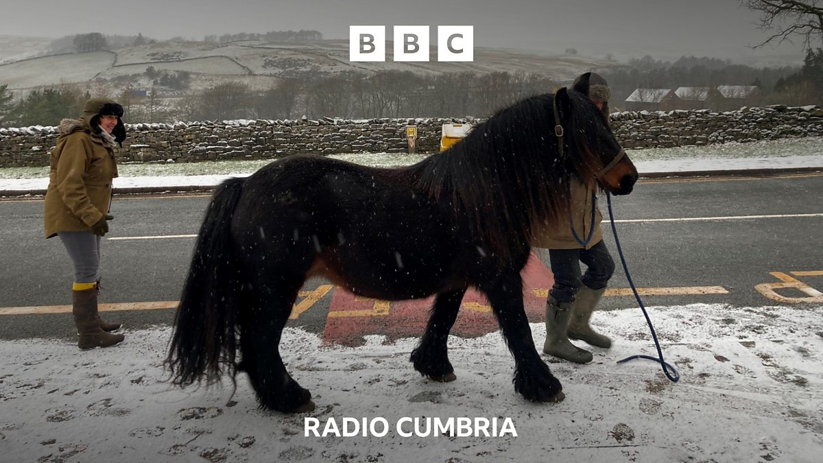 BBC Radio Cumbria - BBC RADIO CUMBRIA, A Tebay fell pony life lesson