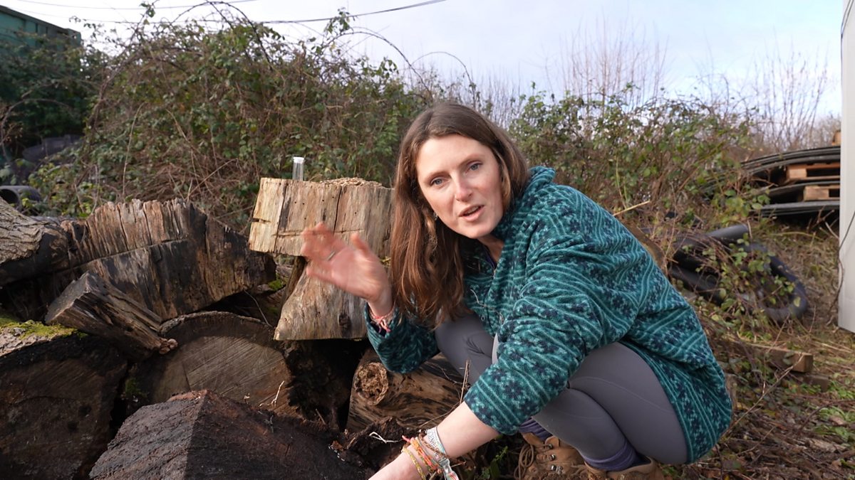 BBC Two - Winterwatch, A day in the life of Lucy Lapwing