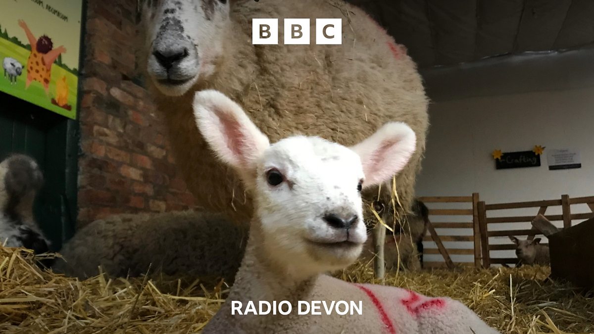 BBC Radio Devon - BBC Radio Devon, Spring is nearly here, and Lambs ...