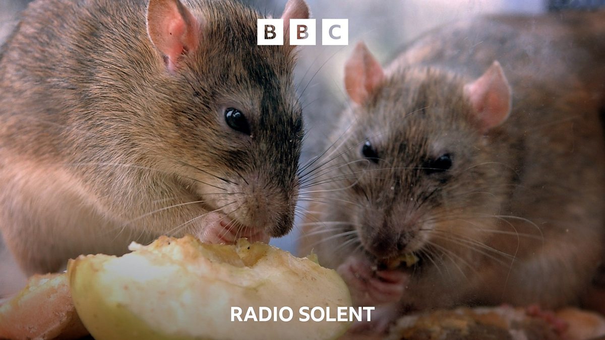 BBC Radio Solent - BBC Radio Solent, Rats from waste yard plague ...