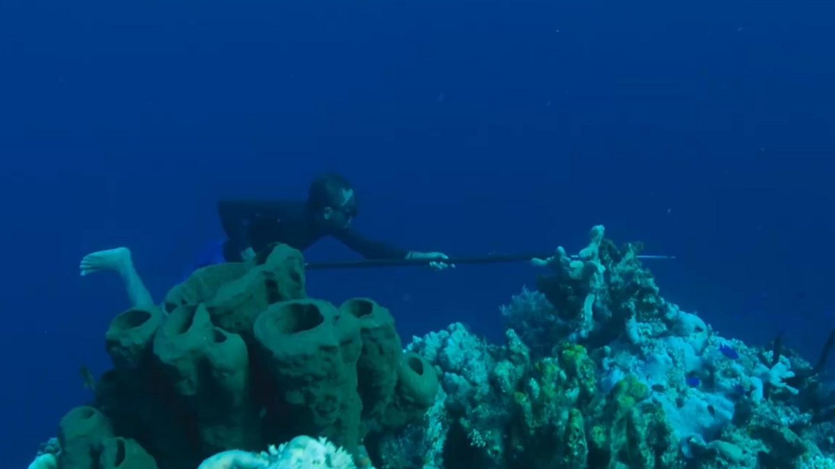 BBC Two - Wilderness with Simon Reeve, Series 1, Coral Triangle, The ...