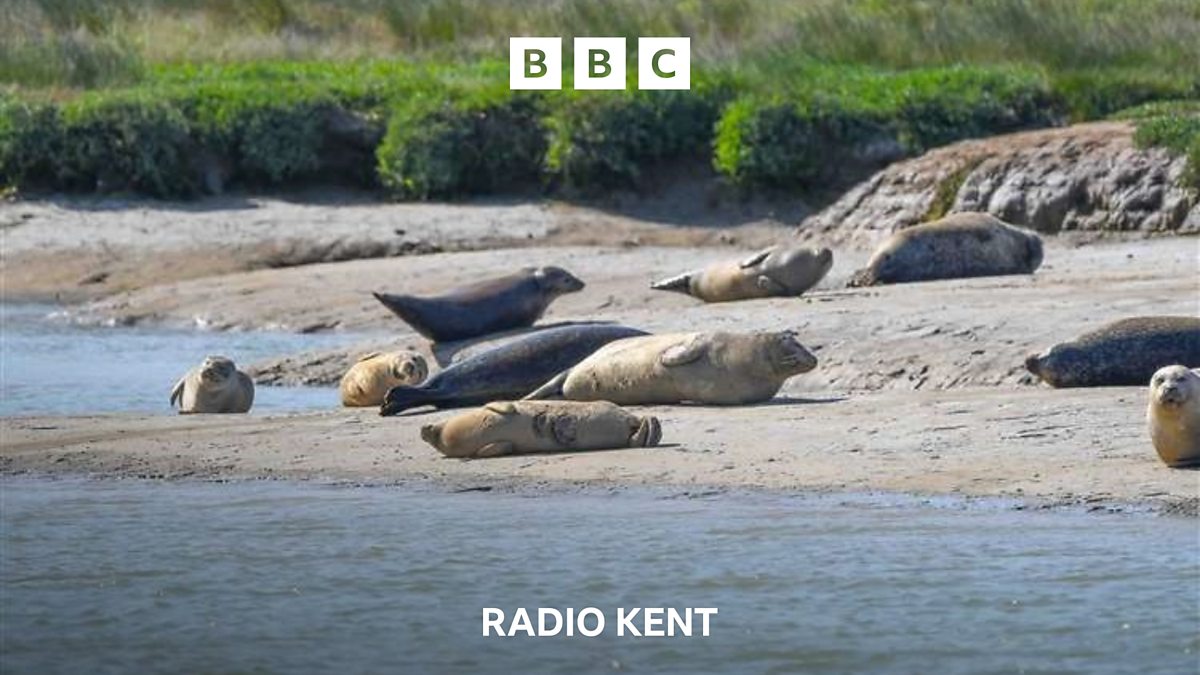 BBC Radio Kent - BBC Radio Kent, Sandwich Seals 'at risk from new pontoon'