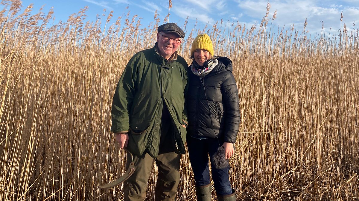 BBC Radio 4 - Open Country, Reed cutting at Cley