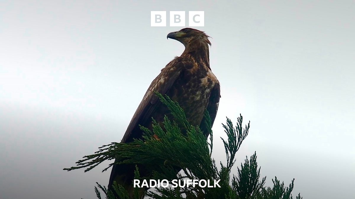 BBC Radio Suffolk - BBC Radio Suffolk, Suffolk: Where eagles dare... to ...