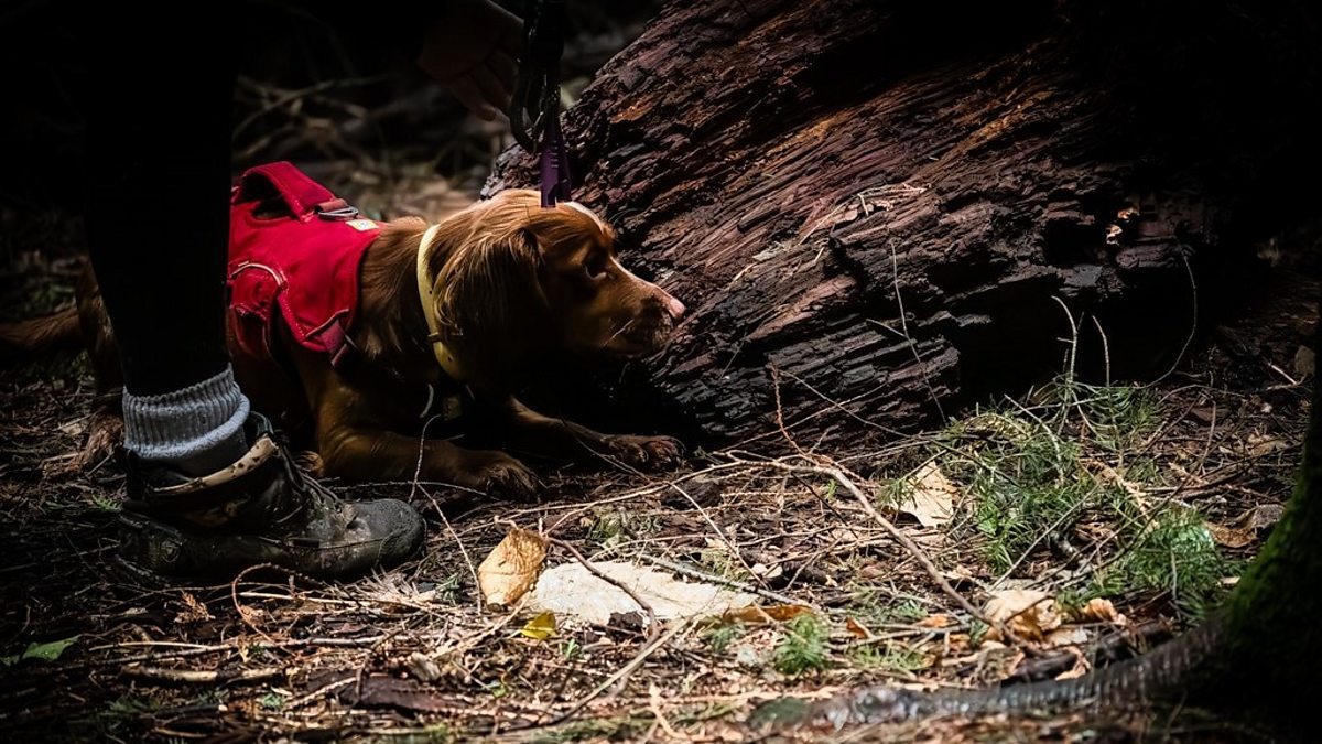 BBC Radio Cornwall - Julie Skentelbery, 31/01/2024, Fancy finding ...