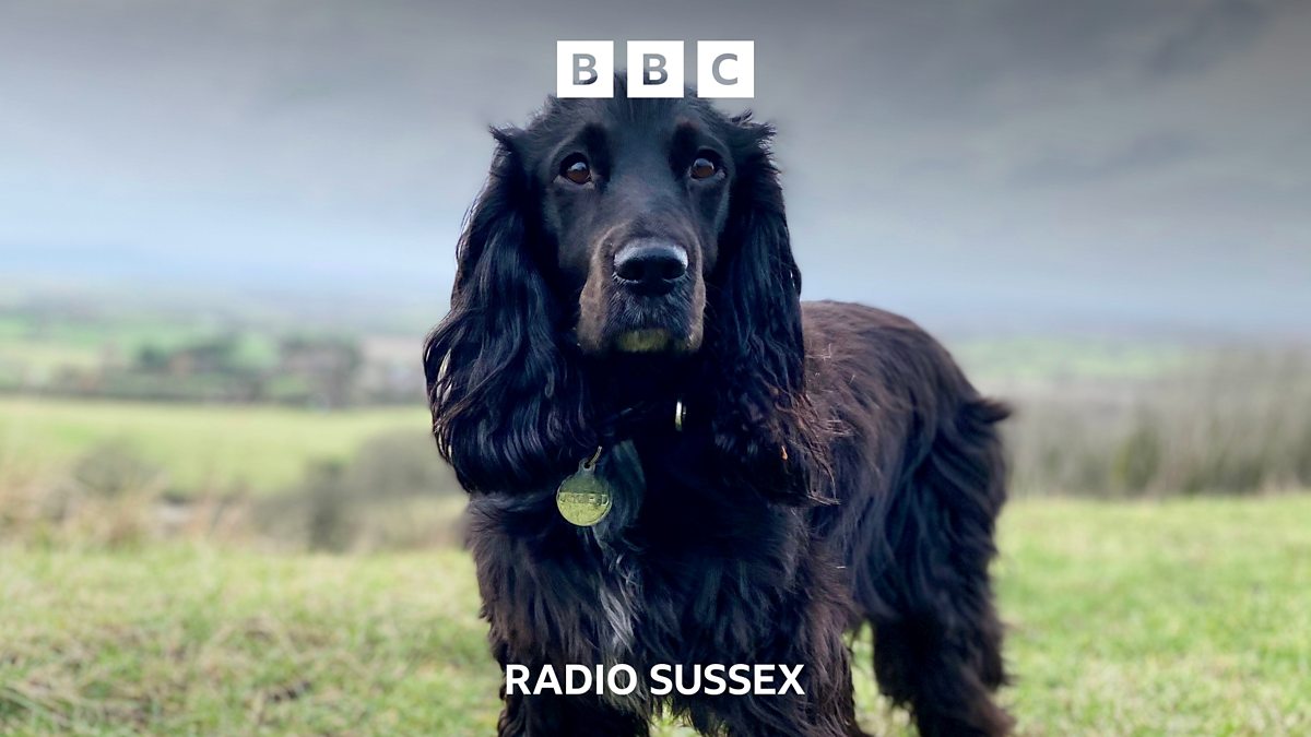 BBC Radio Sussex - BBC Radio Sussex, Meet Molly... Pet Detective
