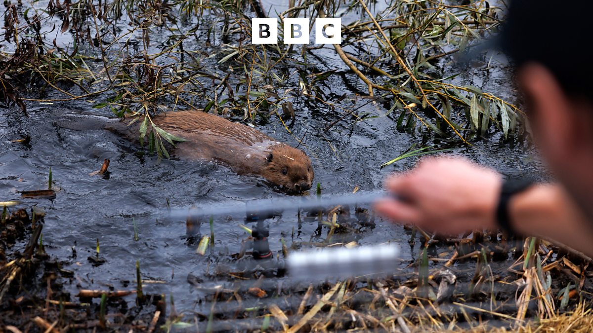 BBC World Service - People Fixing the World, Rewilding Earth