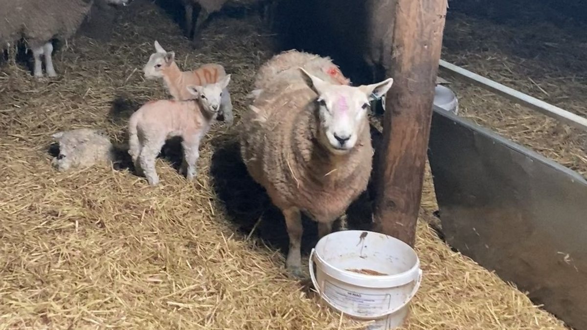 BBC Radio Devon - John Acres, Rick Edwards sits in (08/02/2024), Dozens ...