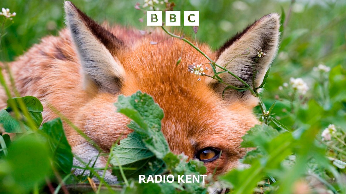 BBC Radio Kent - BBC Radio Kent, The Fox King of Tunbridge Wells