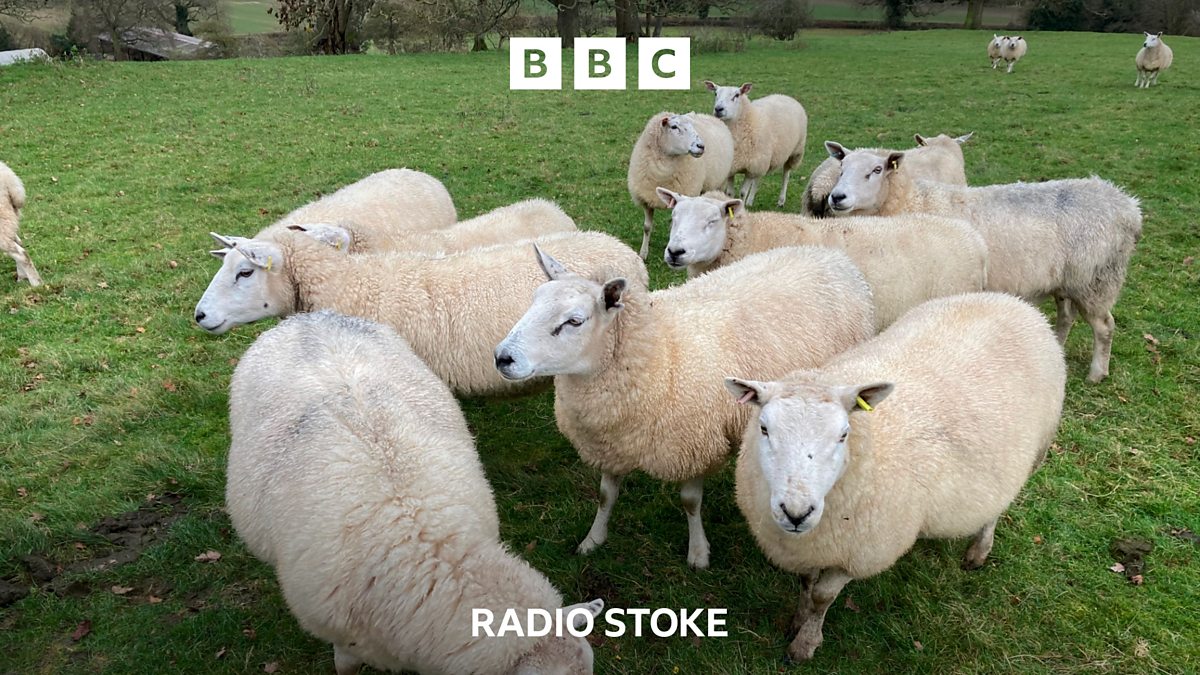 BBC Radio Stoke - BBC Radio Stoke, The special art of 'sheep rolling'