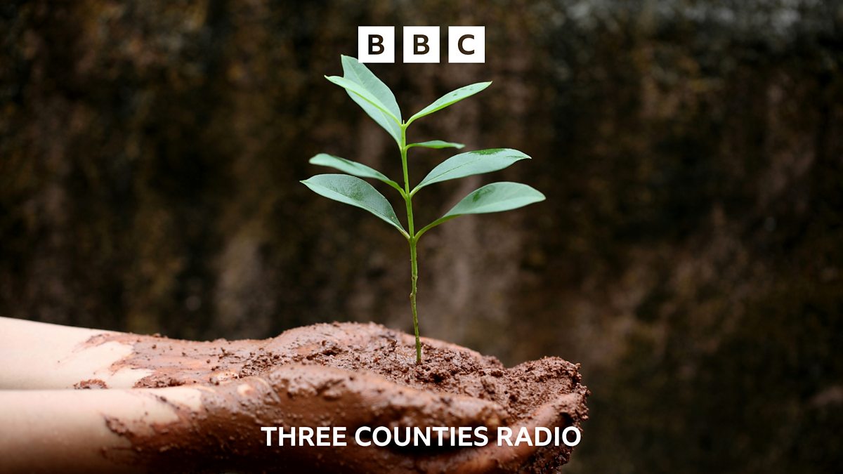 BBC Three Counties Radio - BBC Three Counties Radio, A new forest the ...
