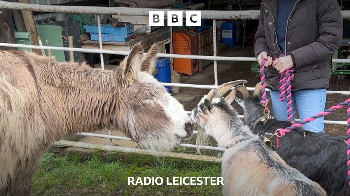 BBC Radio Leicester - BBC Radio Leicester, Harold the lonely donkey ...