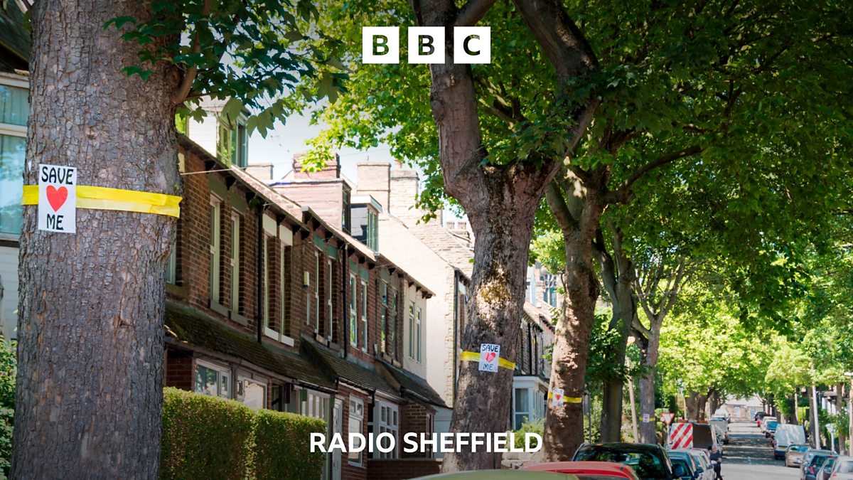 BBC Radio Sheffield - BBC Radio Sheffield, Could more trees be felled ...