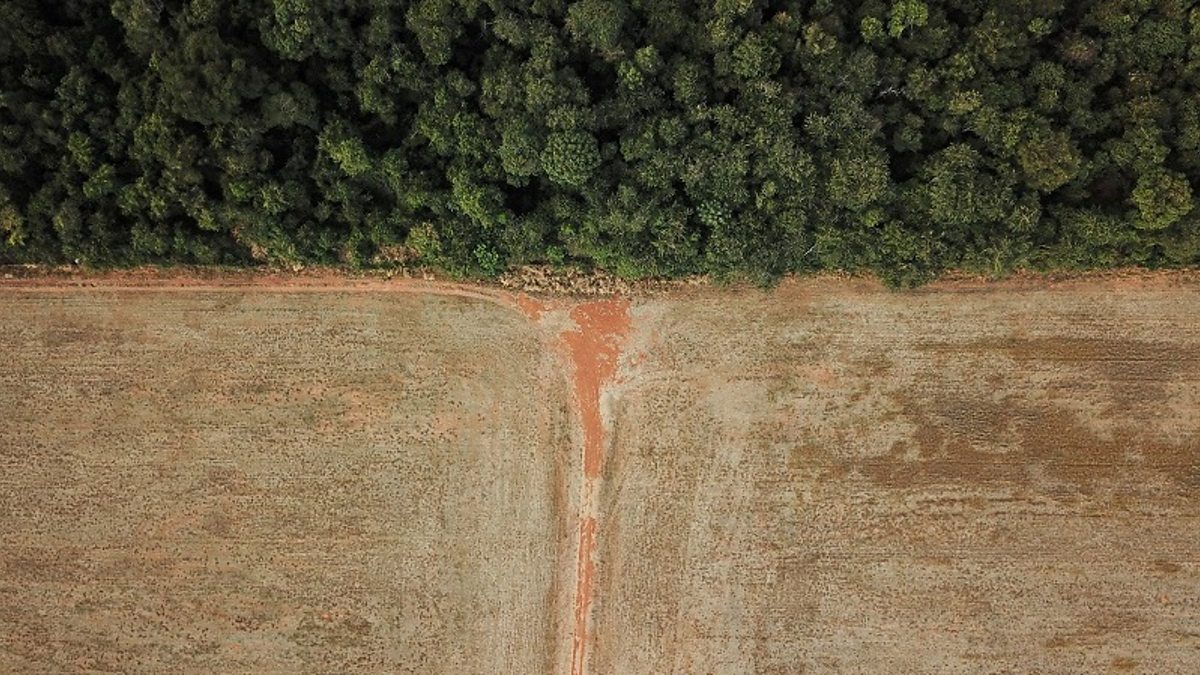 BBC World Service - Newshour, Deforestation in Brazil