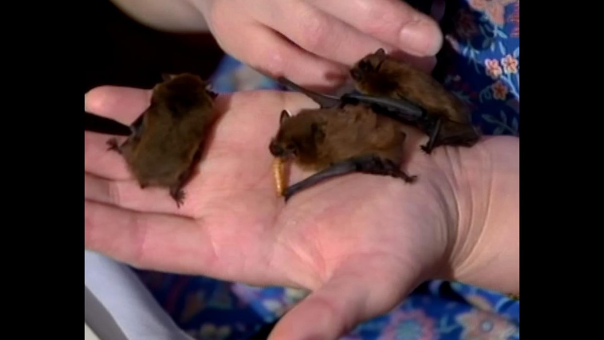 BBC One - Wynne's Welsh 80s, Series 1, 1987, Caring for sick bats