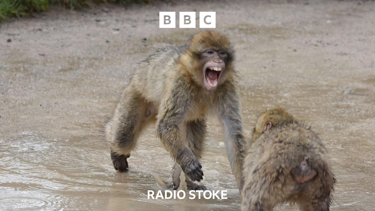BBC Radio Stoke - BBC Radio Stoke, Trentham monkeys and their social ...