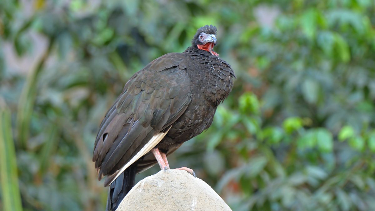 BBC World Service - Witness History, The bird that defied extinction ...